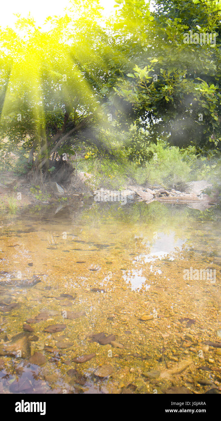 Piercing rays of sun. Tropical southern sun. Bush on Deccan plateau, on ...