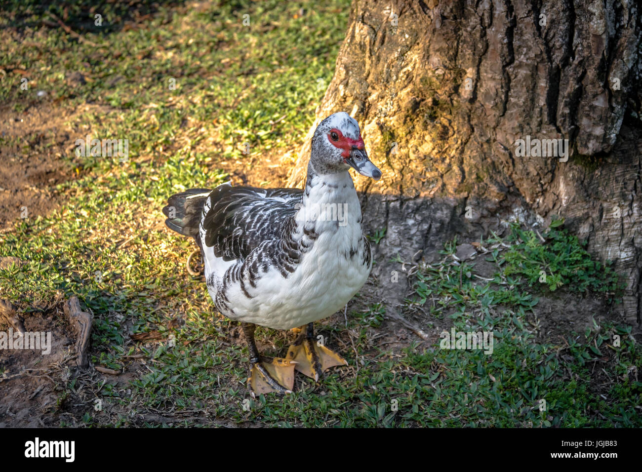 Grey Muscovy Duck High Resolution Stock Photography and Images - Alamy