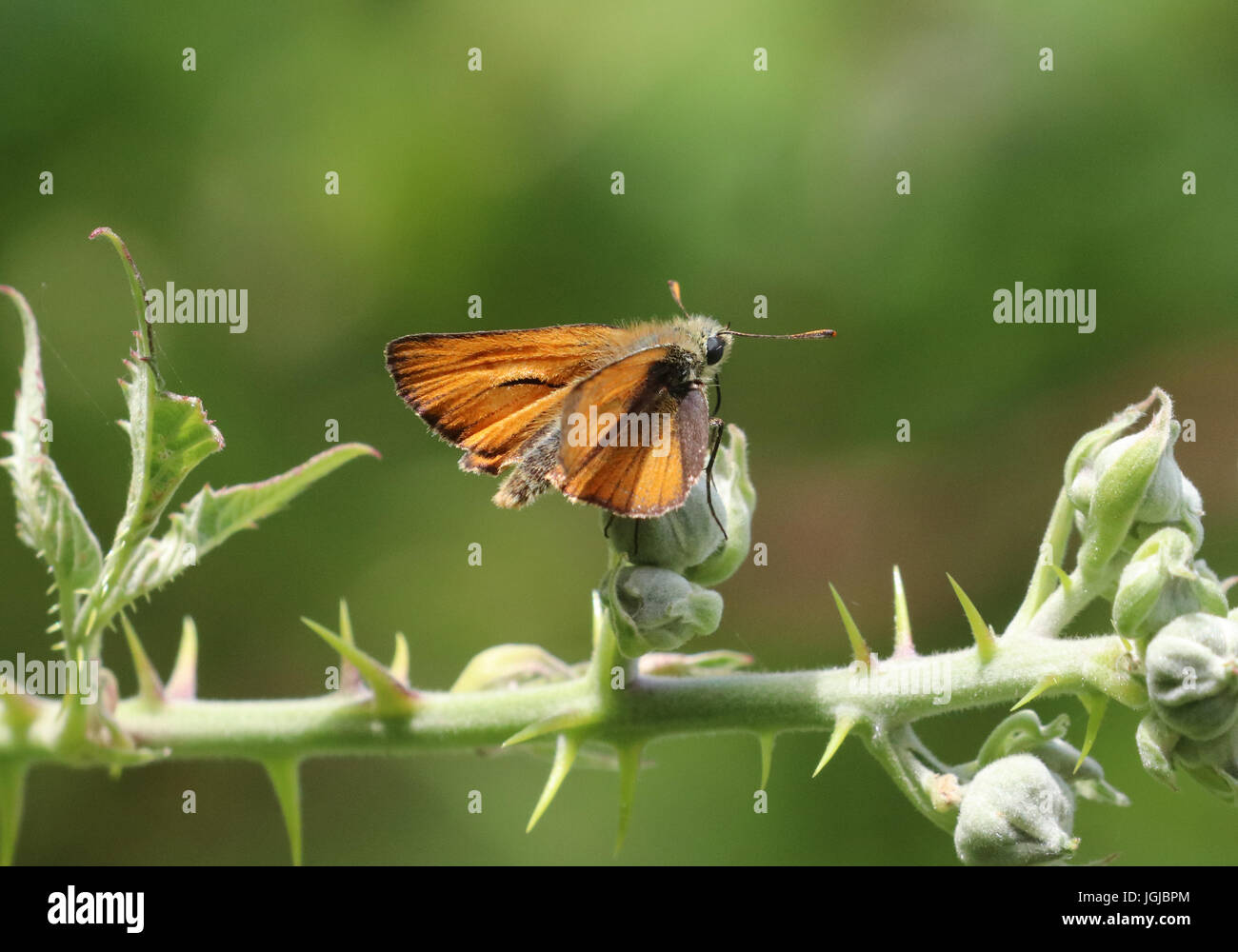 British flying insects hi-res stock photography and images - Alamy
