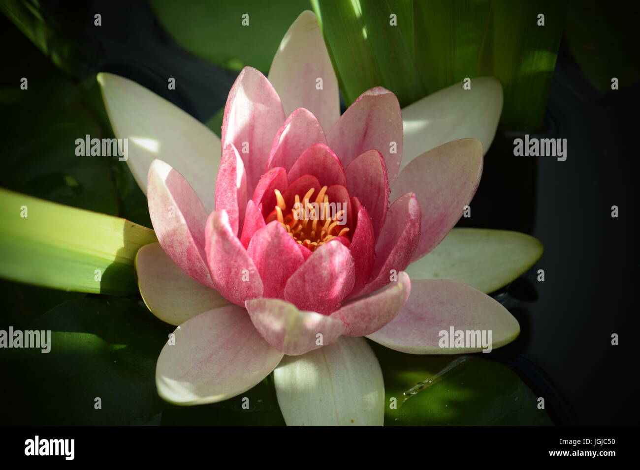Nymphaeaceae or waterlily flower Stock Photo - Alamy
