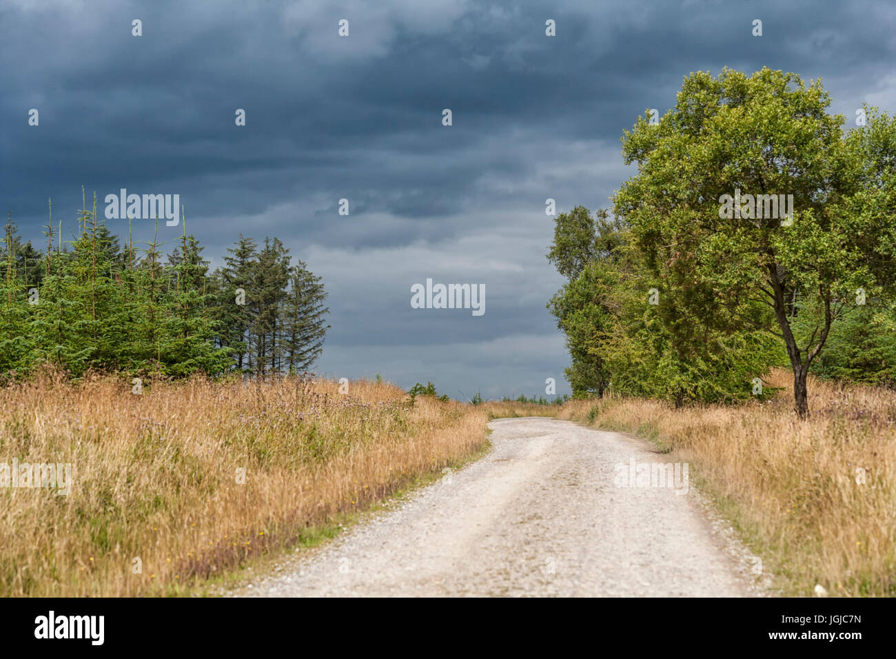 Edge plantation woodland managed forest hi-res stock photography and ...
