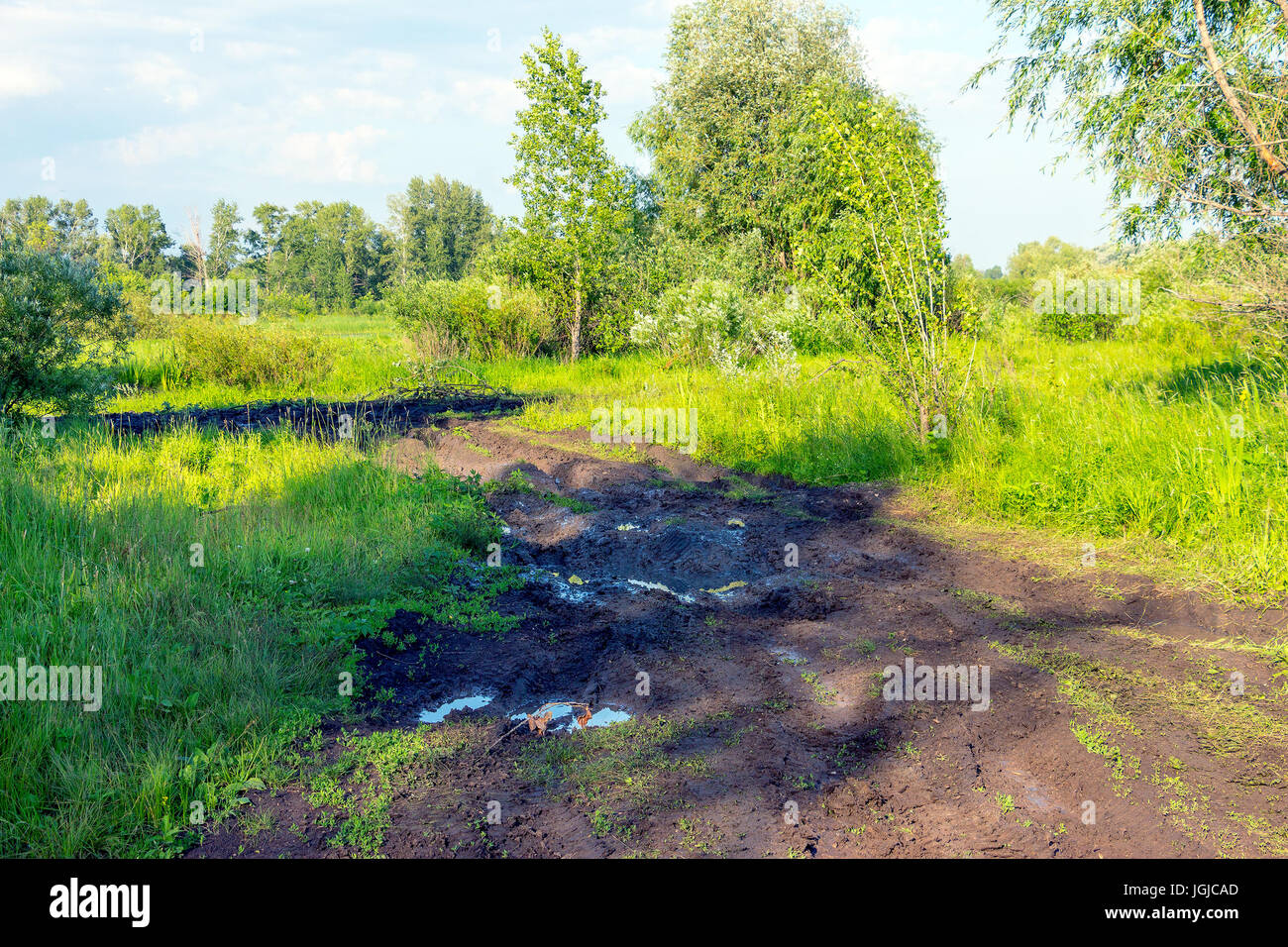 Dirt track in forest Stock Photo - Alamy