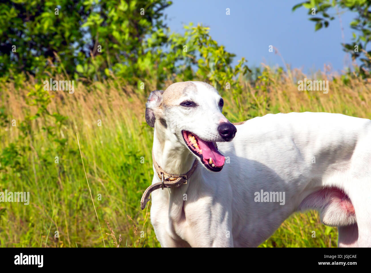 Dog english greyhound adult standing hi-res stock photography and ...