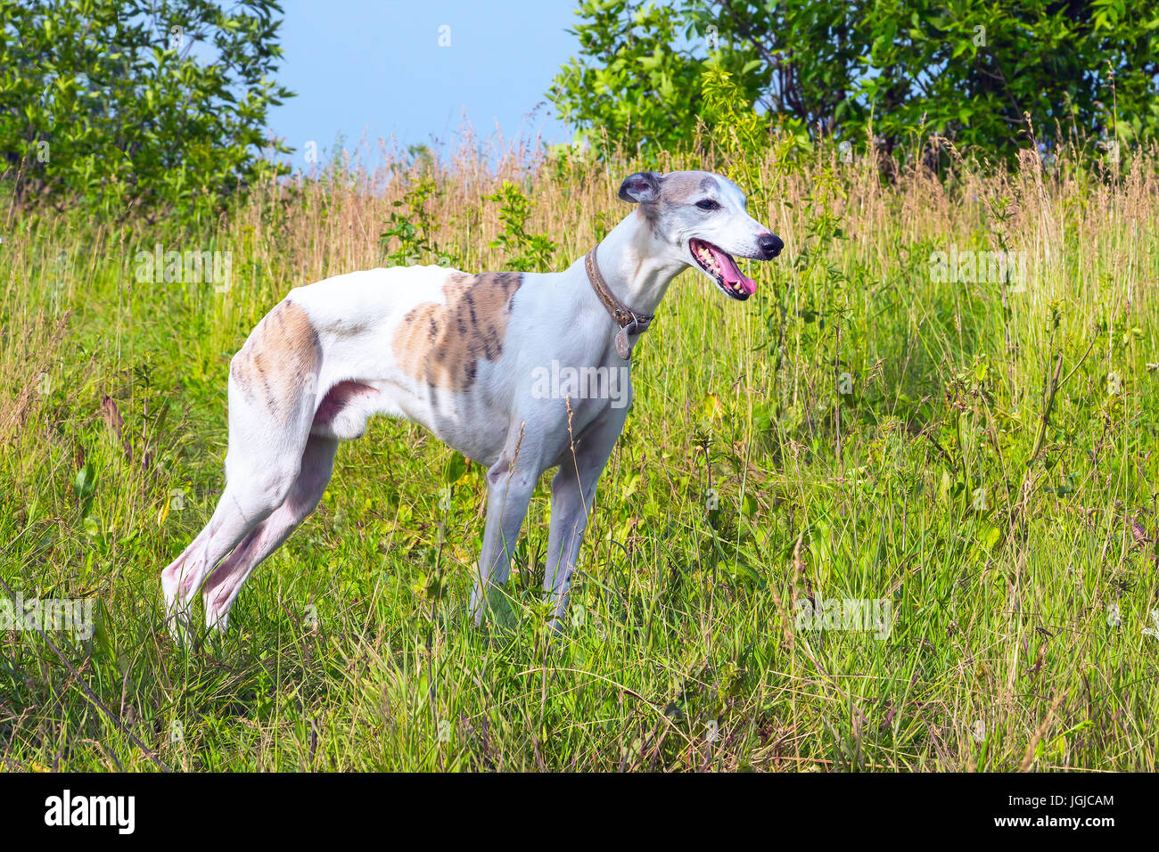 Dog english greyhound adult standing hi-res stock photography and ...