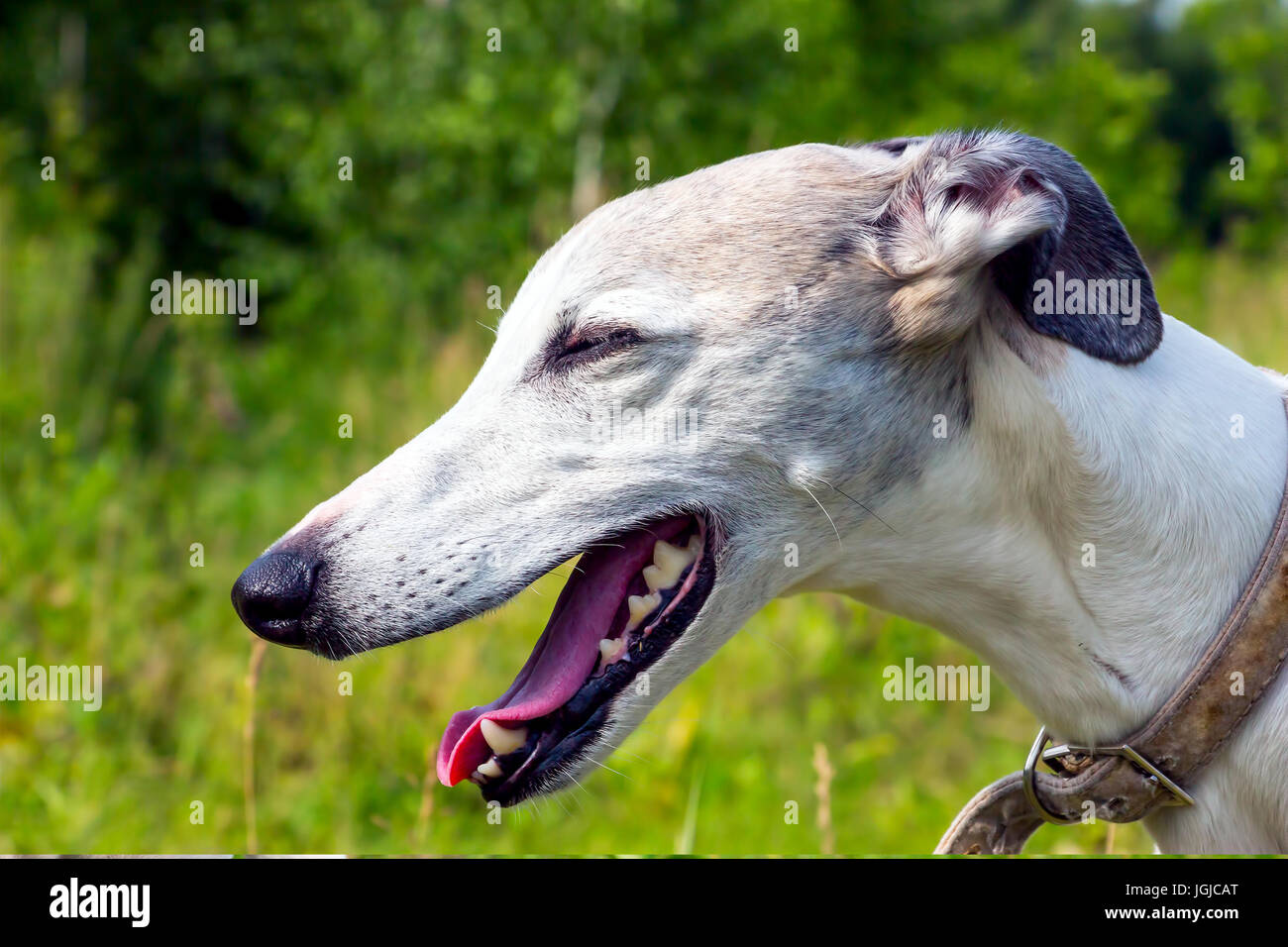 Portrait English greyhound Stock Photo - Alamy