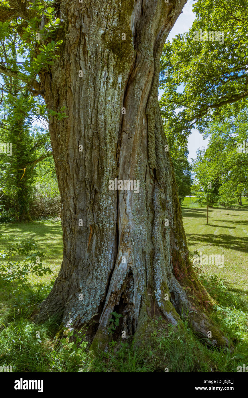 Tree, oak tree in spring, Bavaria, Germany Stock Photo - Alamy