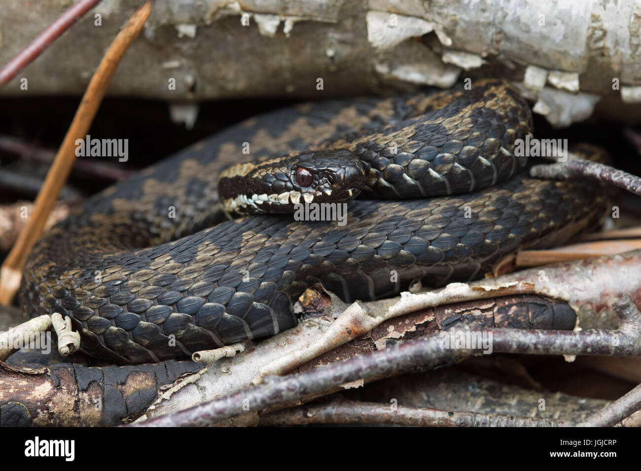 European viper fangs hi-res stock photography and images - Alamy