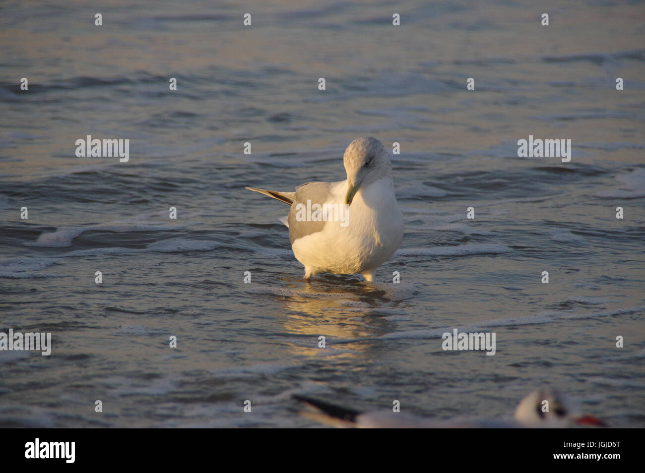 Seagull water bird coast nature hi-res stock photography and images - Alamy