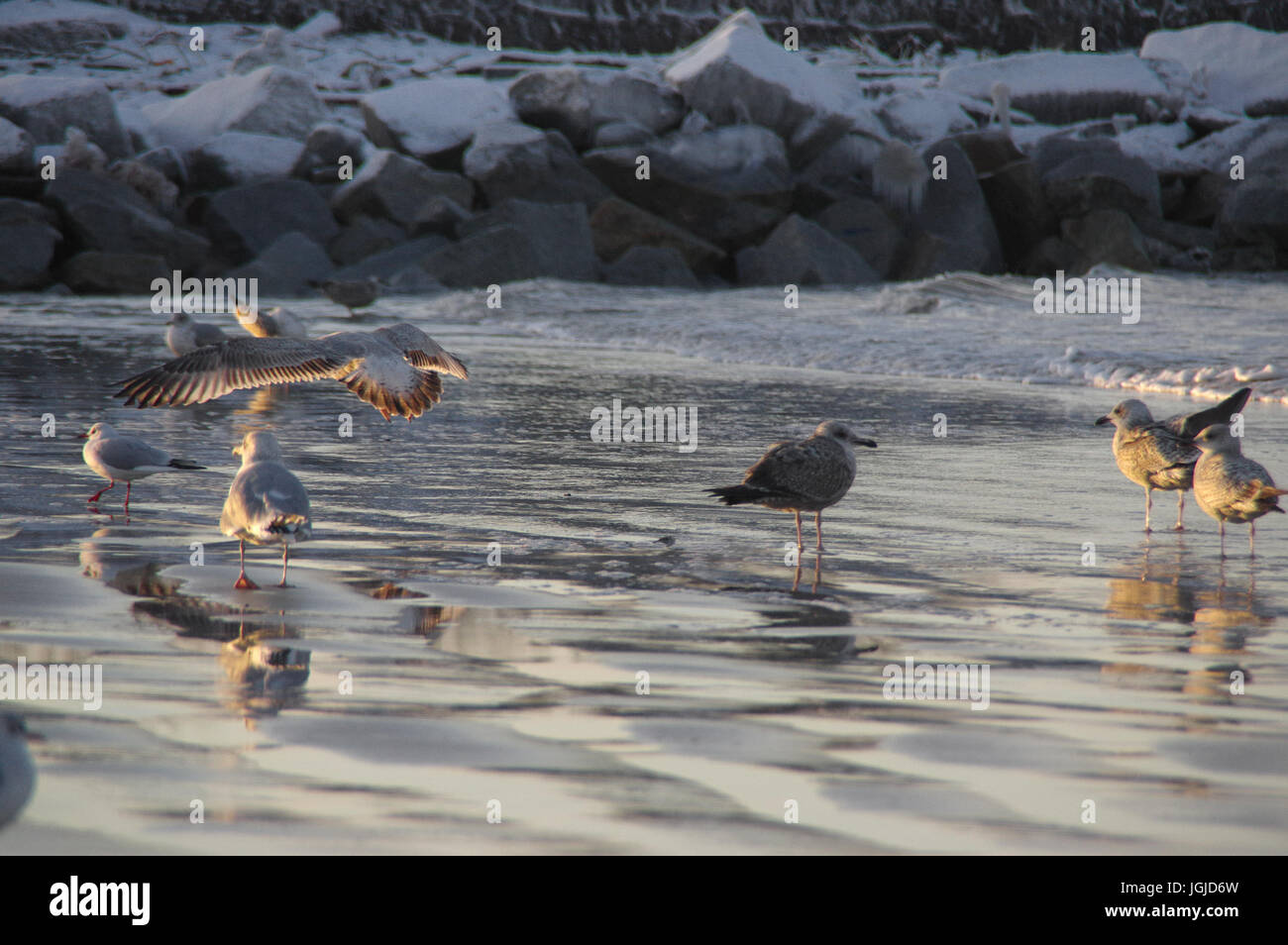 Seagulls in cold water. Winter by the sea Stock Photo - Alamy