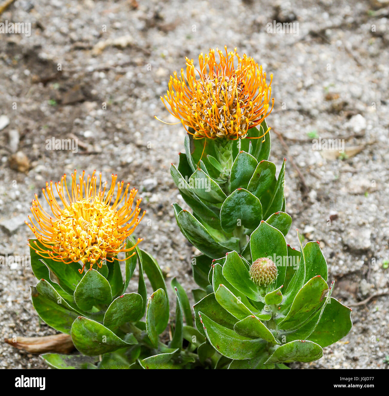 Leucospermum cordifolium ibrido copper carnival hi-res stock ...
