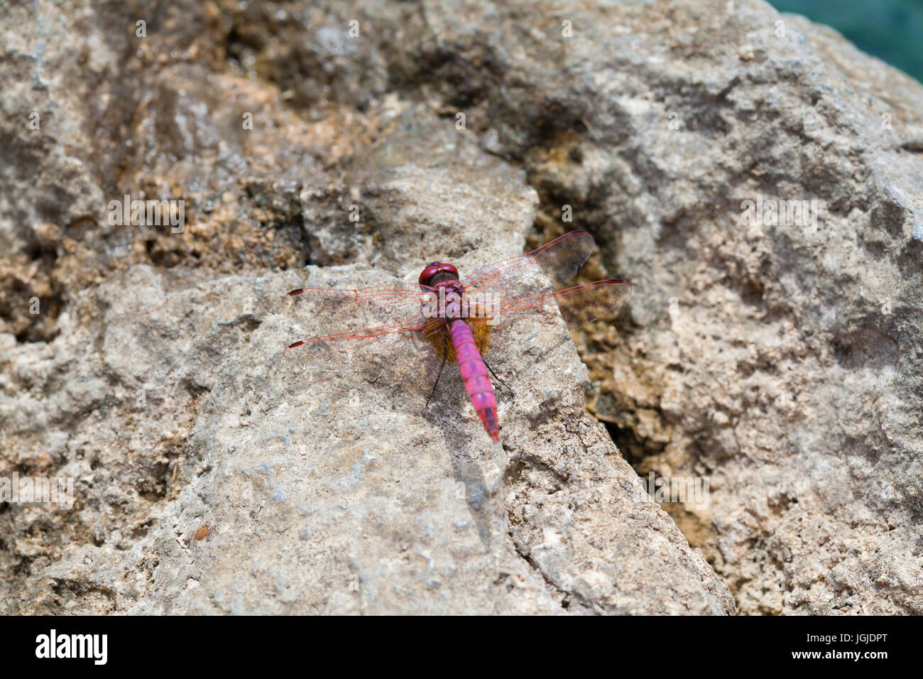 Red Dragonfly close up Stock Photo - Alamy