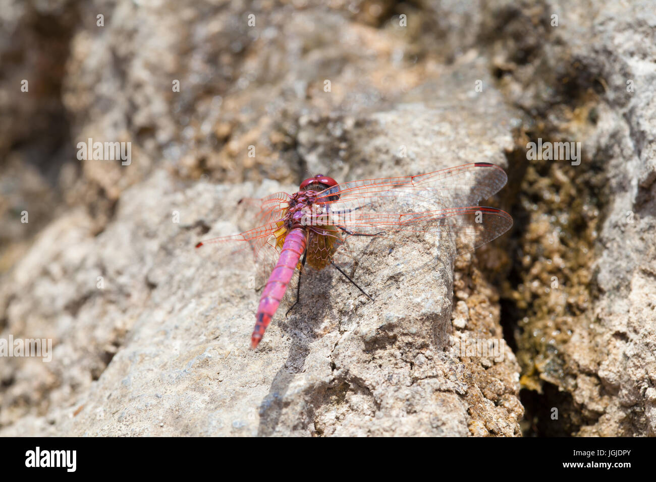 Red Dragonfly close up Stock Photo - Alamy