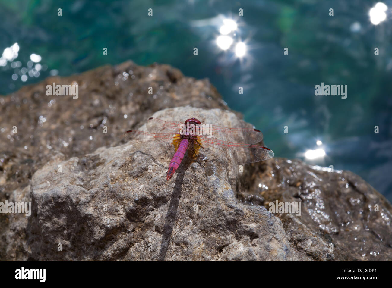 Red Dragonfly close up Stock Photo - Alamy
