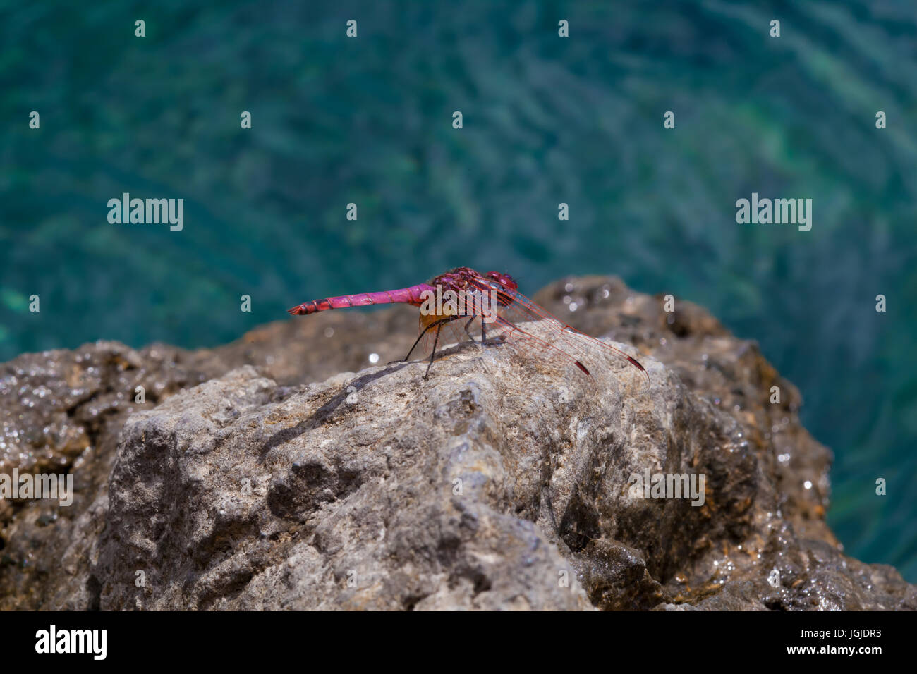 Red Dragonfly close up Stock Photo - Alamy