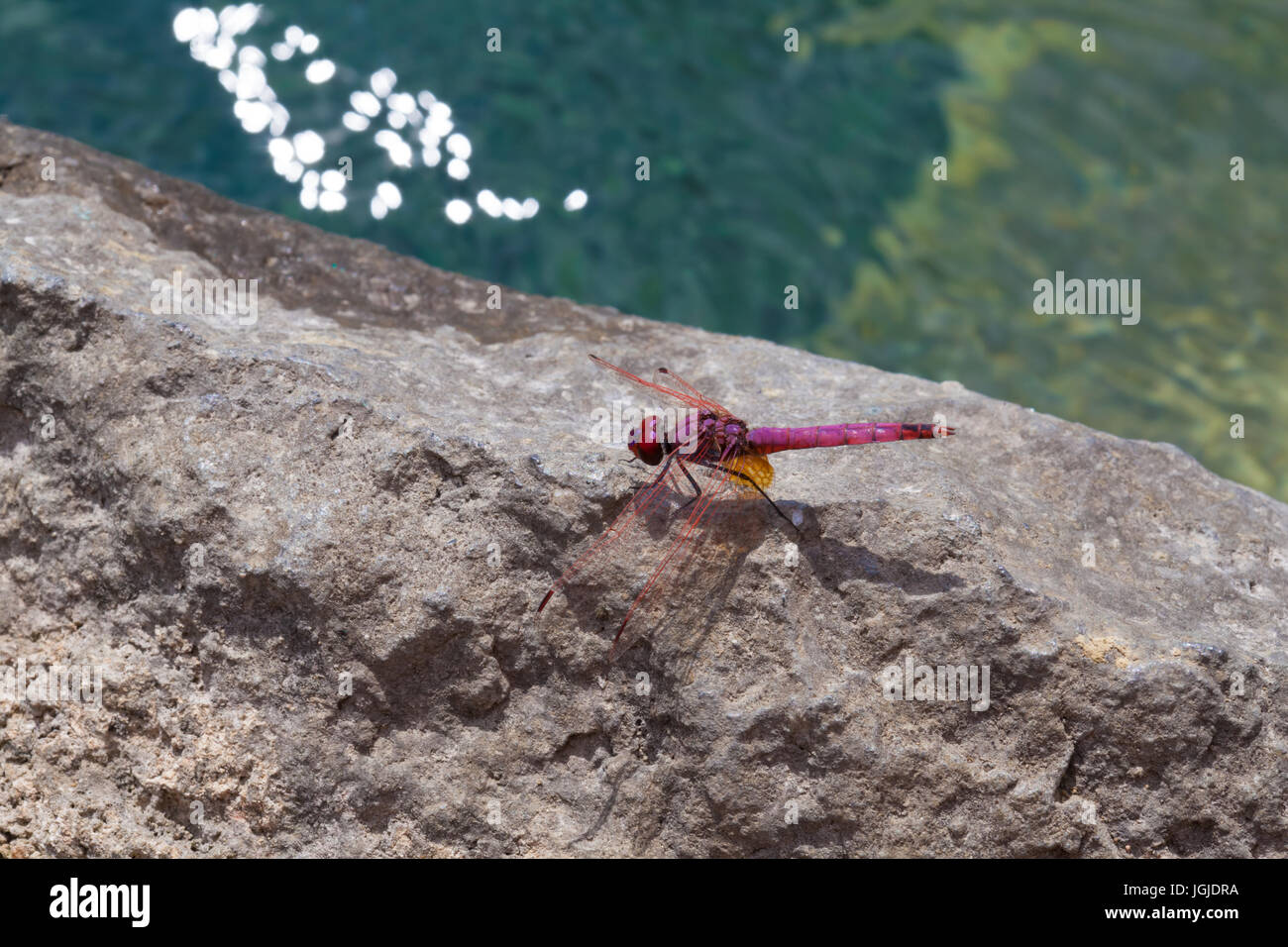 Red Dragonfly close up Stock Photo - Alamy