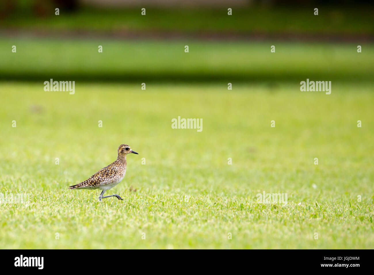 Pacific golden plover (Pluvialis fulva) on a lawn on Maui, Hawaii, USA ...