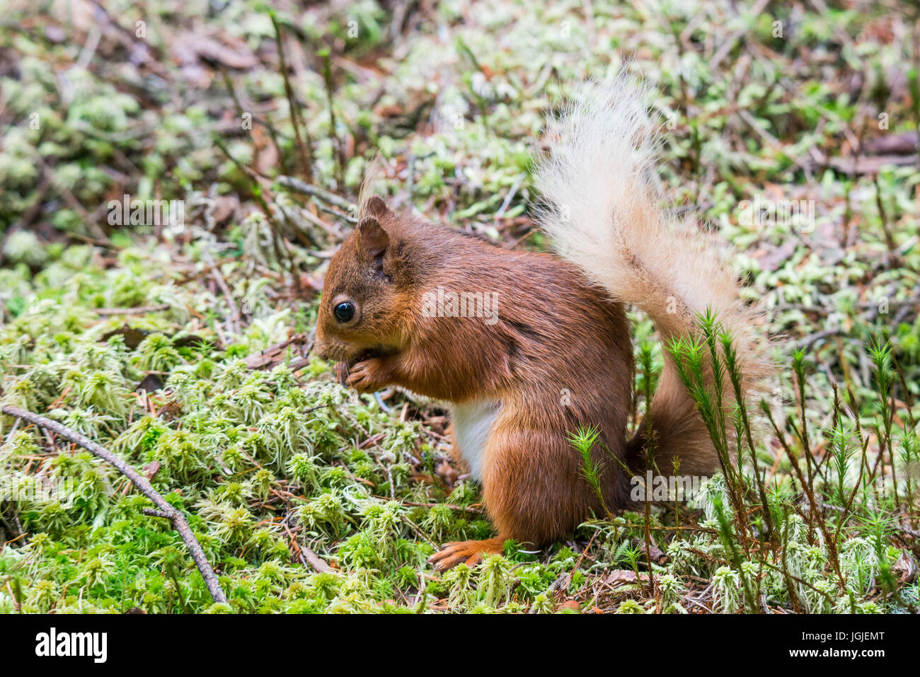 Red Squirrel (Sciurus vulgaris Stock Photo - Alamy