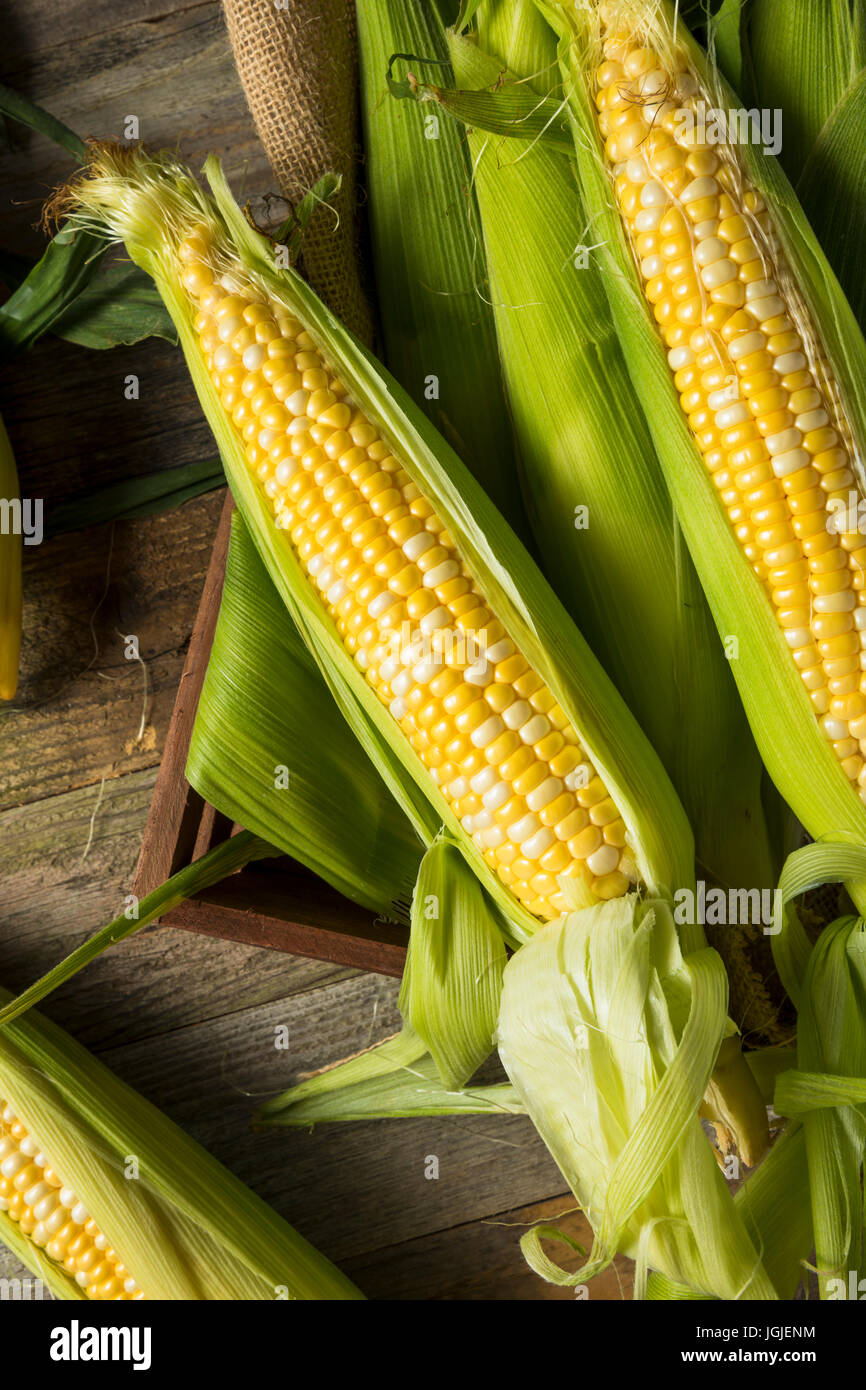 Maize Plant Corn Cob High Resolution Stock Photography and Images - Alamy