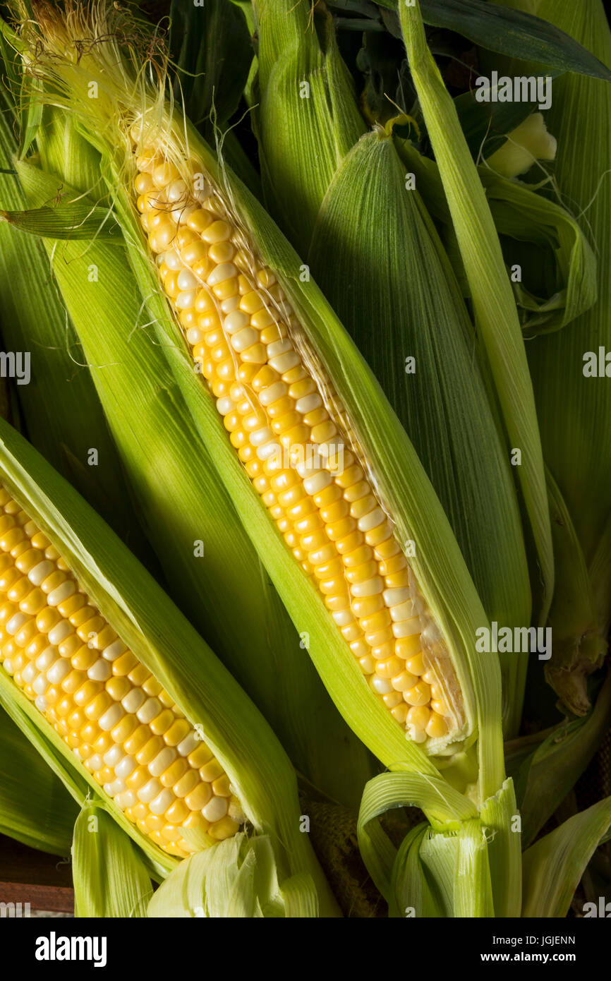 Raw Organic Yellow Corn on the Cob Ready to Eat Stock Photo - Alamy