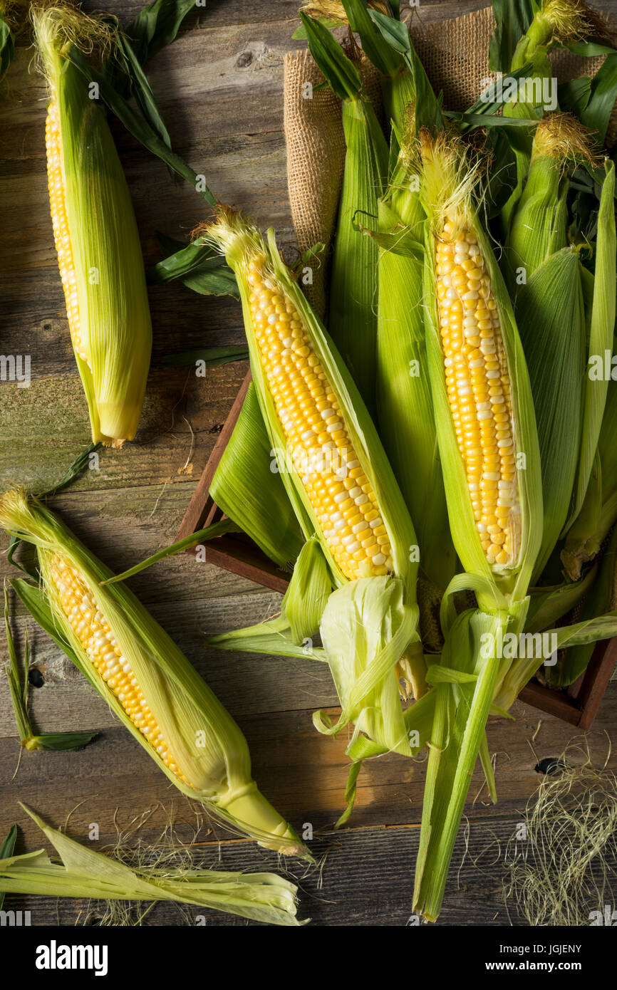 Raw Organic Yellow Corn on the Cob Ready to Eat Stock Photo - Alamy