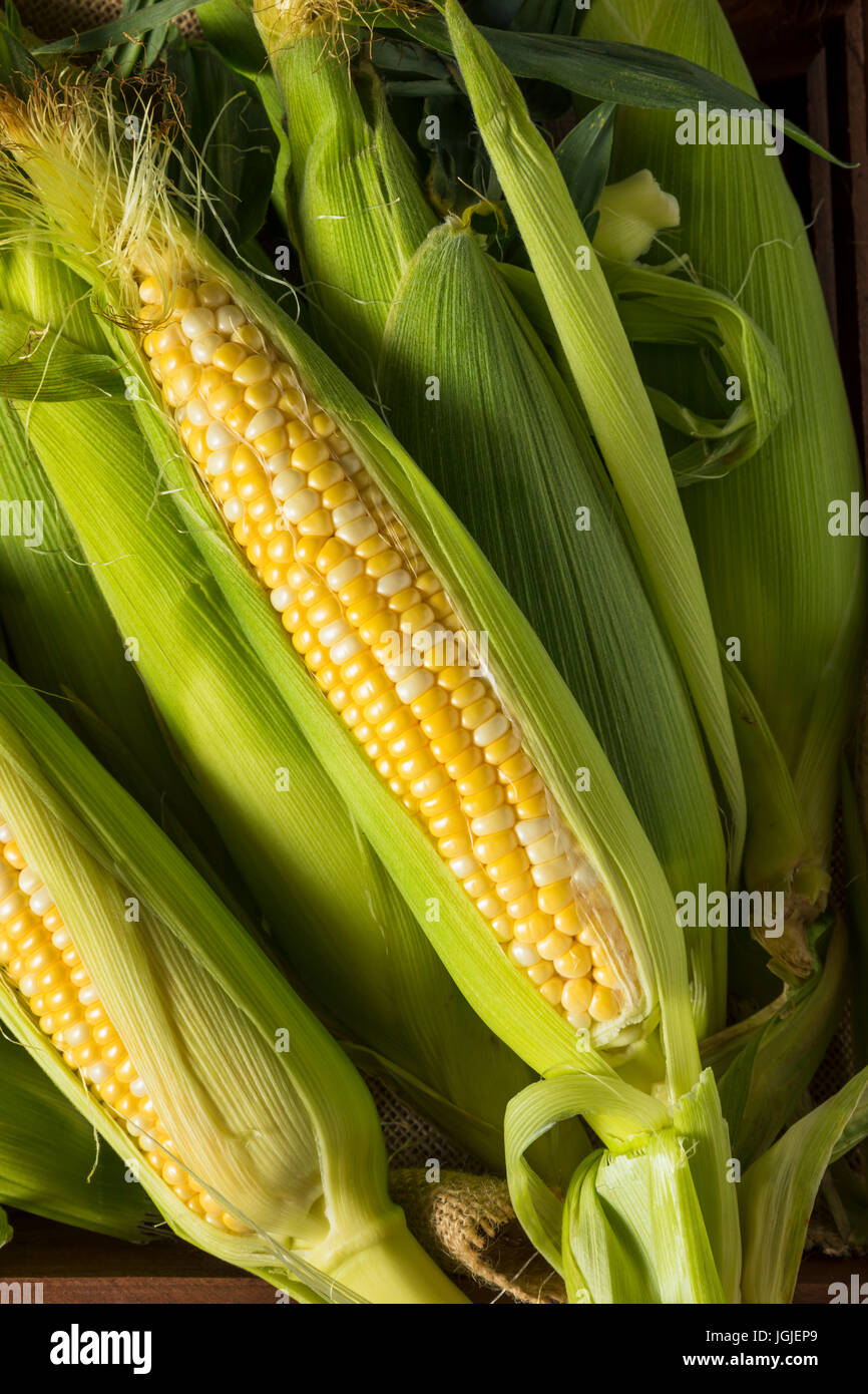 Raw Organic Yellow Corn on the Cob Ready to Eat Stock Photo - Alamy