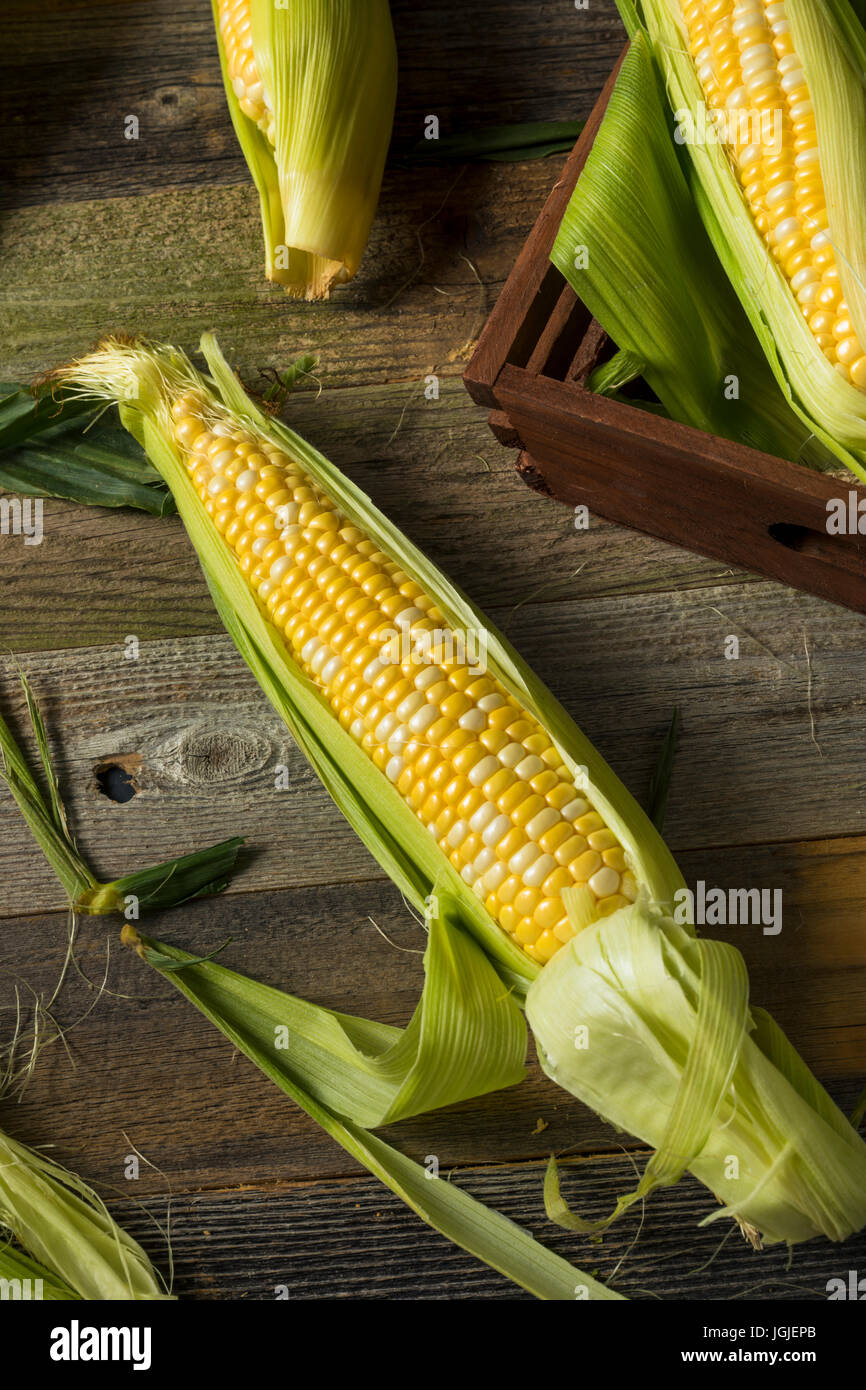 Raw Organic Yellow Corn on the Cob Ready to Eat Stock Photo - Alamy