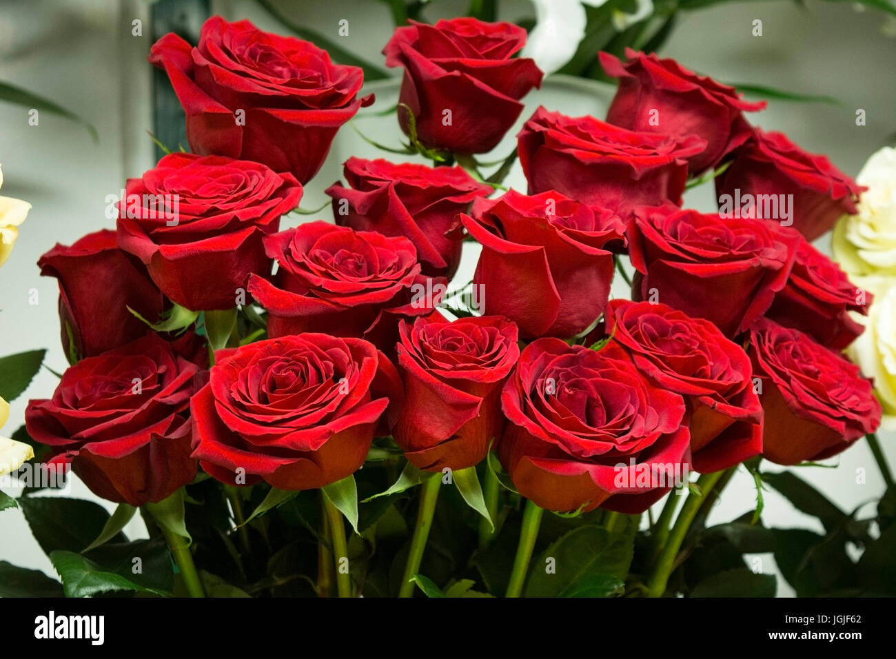 A boquet of roses Stock Photo - Alamy