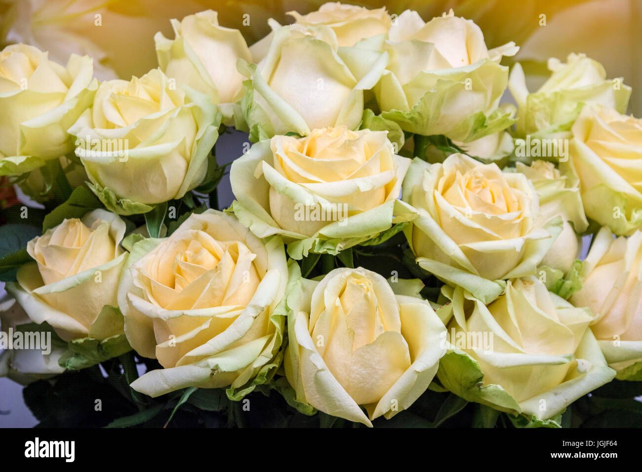 A boquet of roses Stock Photo - Alamy