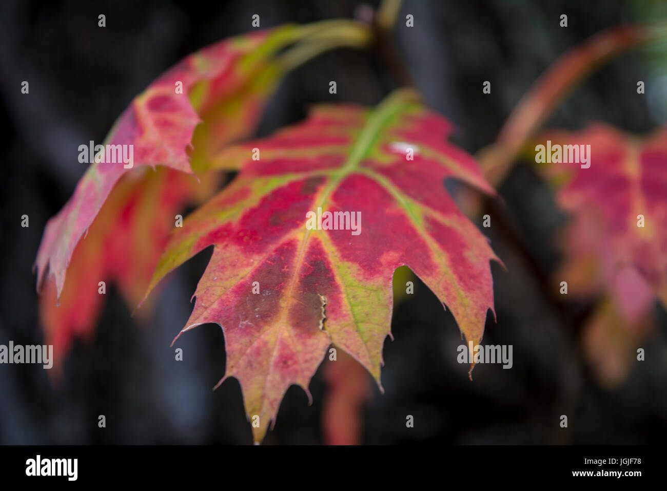 Vibrant leafs hi-res stock photography and images - Alamy
