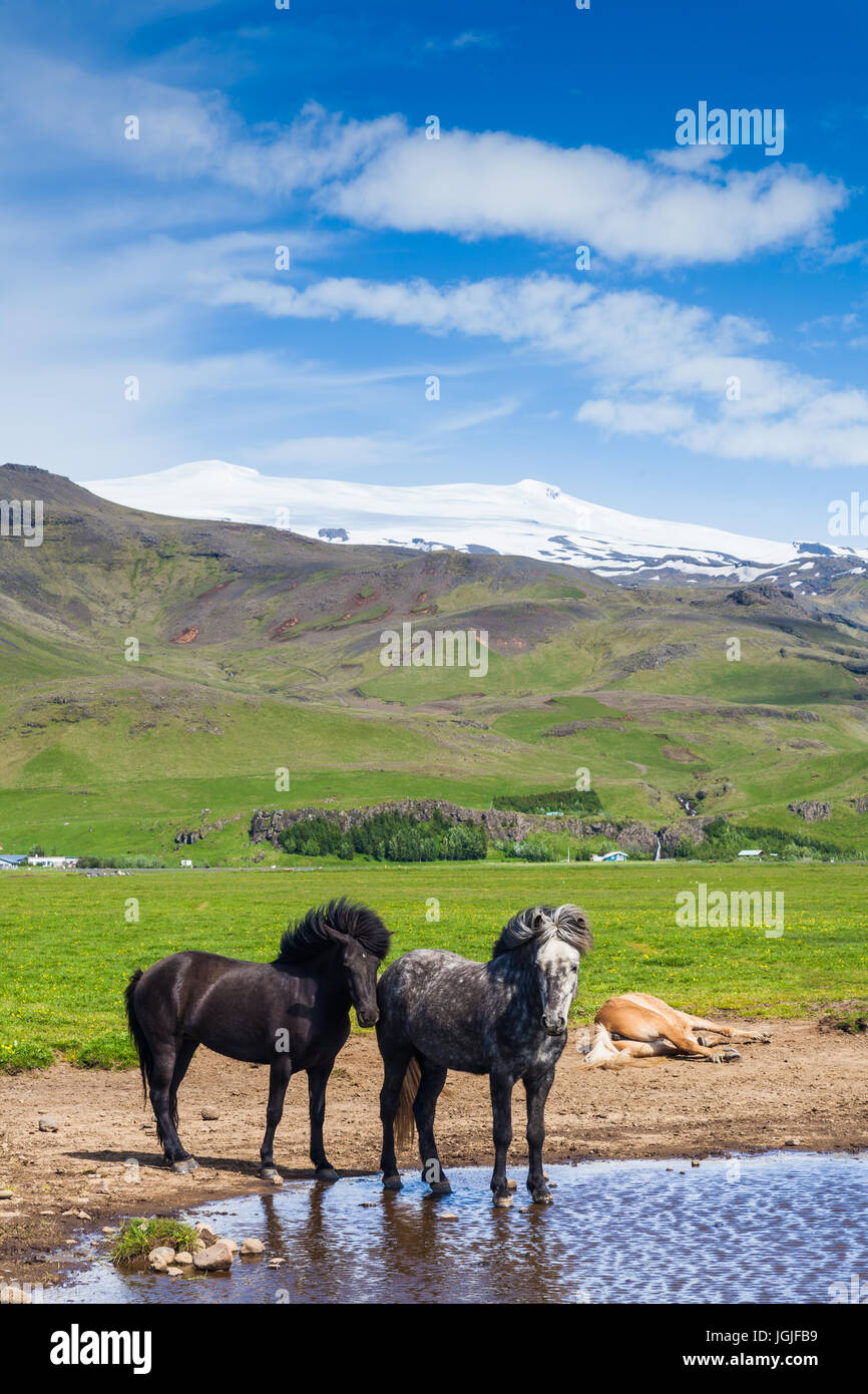 Horses in volcano hi-res stock photography and images - Alamy