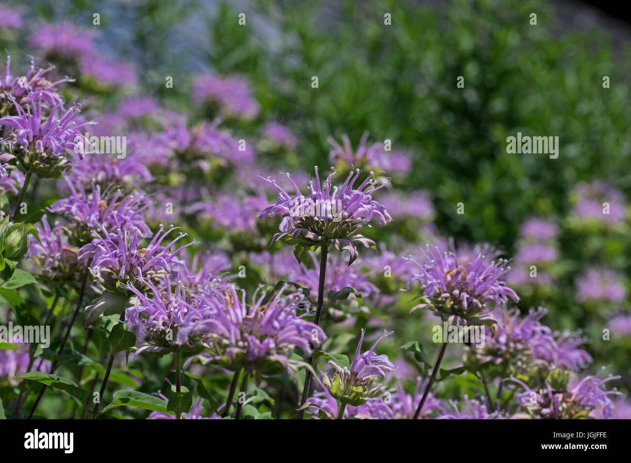 Bee balm buds hi-res stock photography and images - Alamy