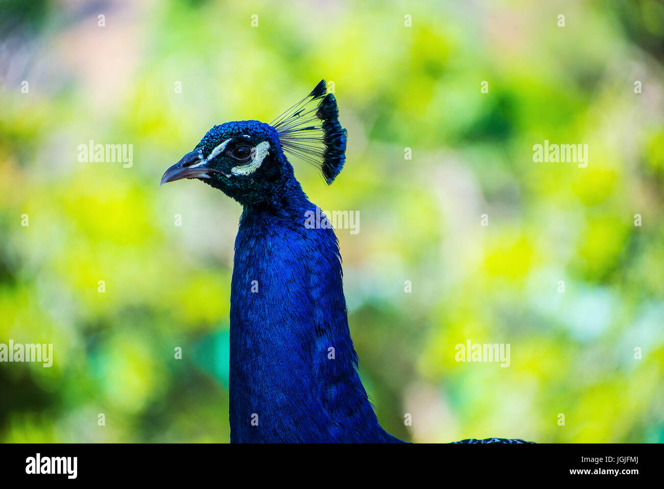 Peacock shape hi-res stock photography and images - Alamy