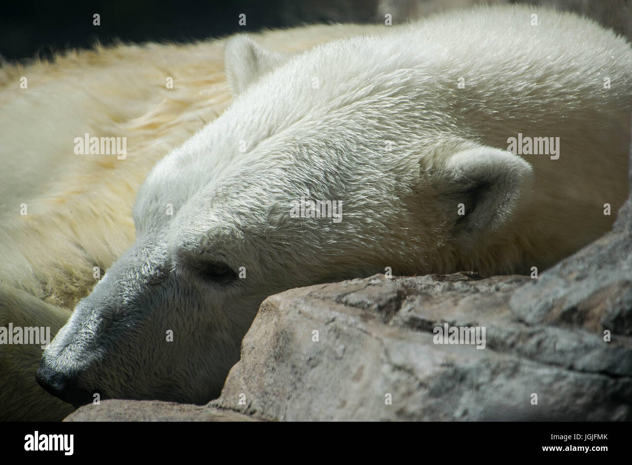 Bear ears hi-res stock photography and images - Alamy