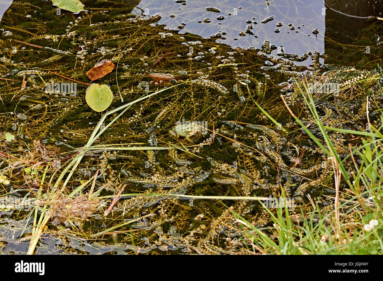 On the water surface of the pond sits a green frog. Russia, the Pskov ...
