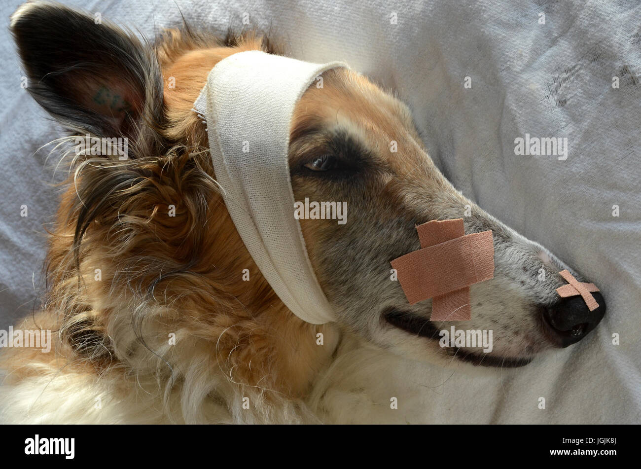 Is Plaster Of Paris Toxic For Dogs