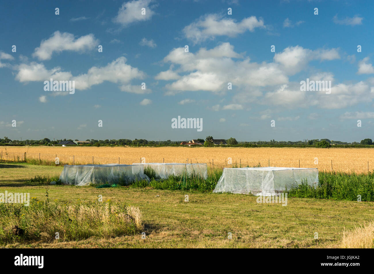 Netting over a small part of a field, to protect what is growing there ...