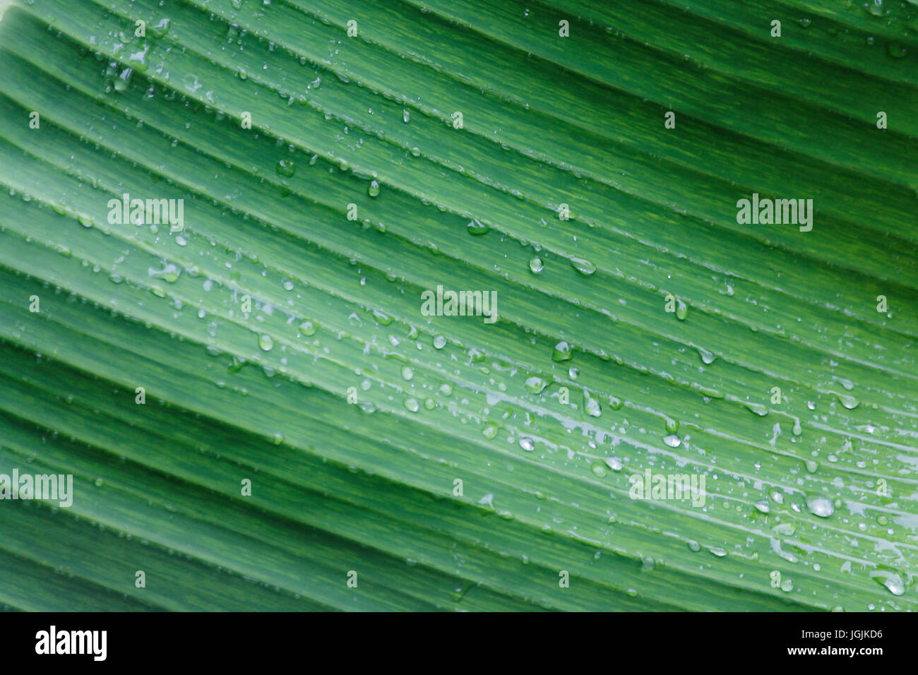 Lines of rain drops hi-res stock photography and images - Alamy