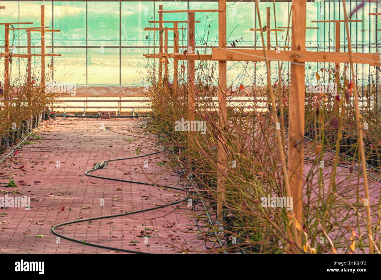 Greenhouse for cultivation and breeding of flowering plants and ...