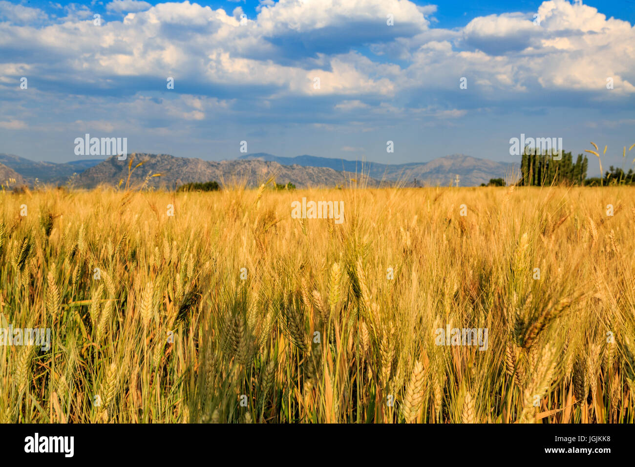 Wheat fields with mountains in Acipayam, Denizli, Turkey Stock Photo ...