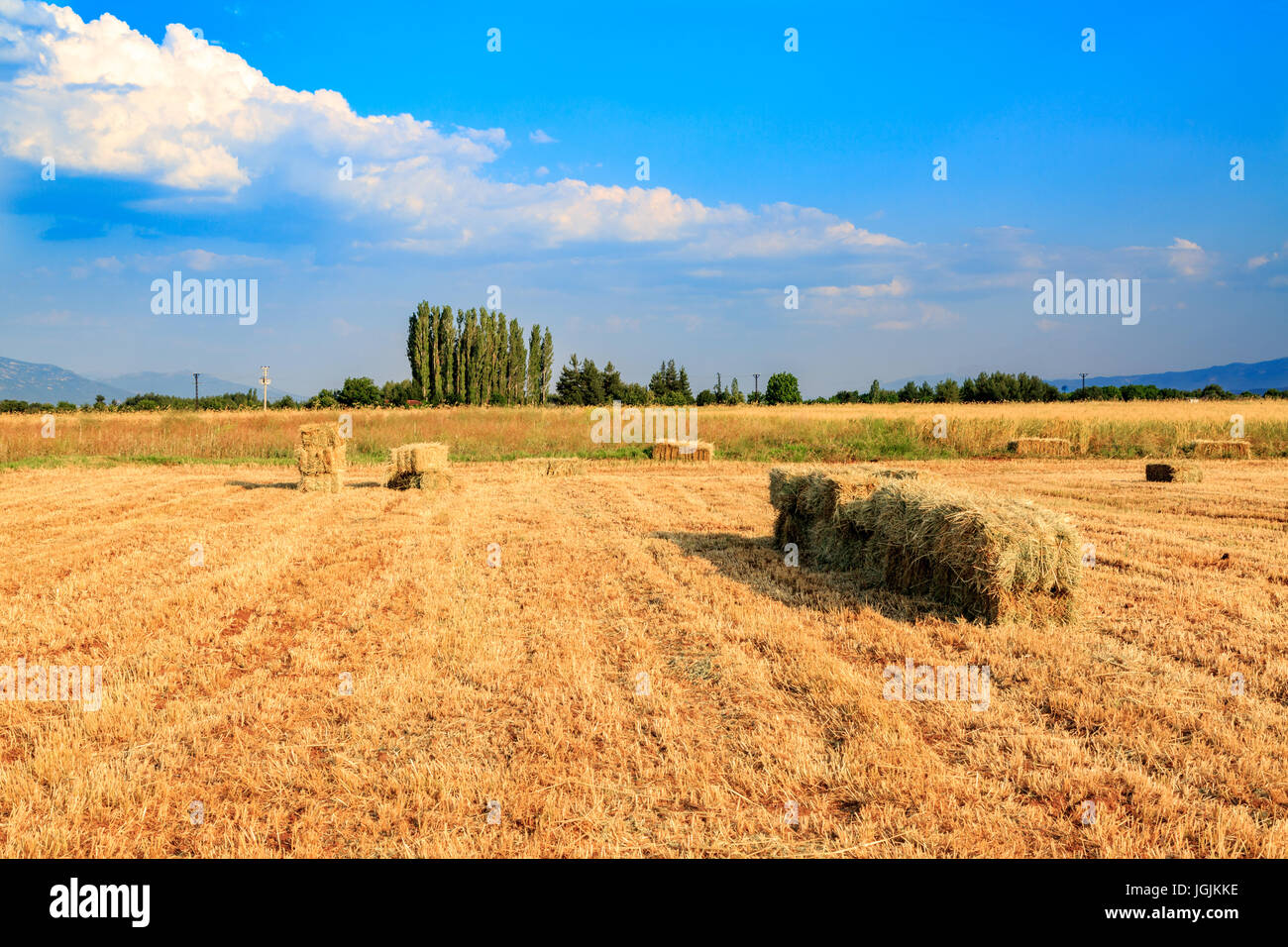 Filed turkey hi-res stock photography and images - Alamy