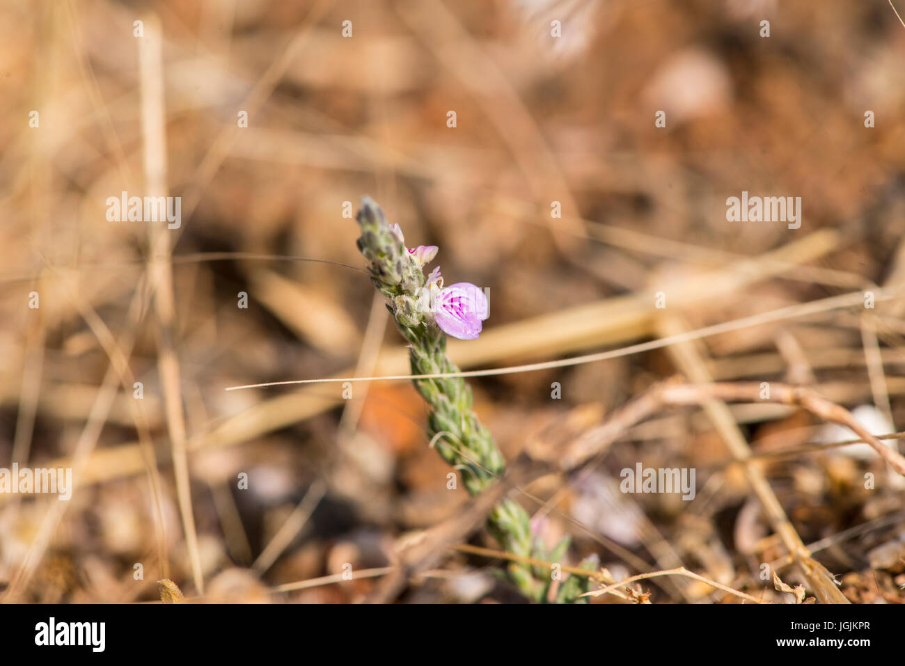 A single tiny pink wild flower blooms in the arid open scrub land of ...