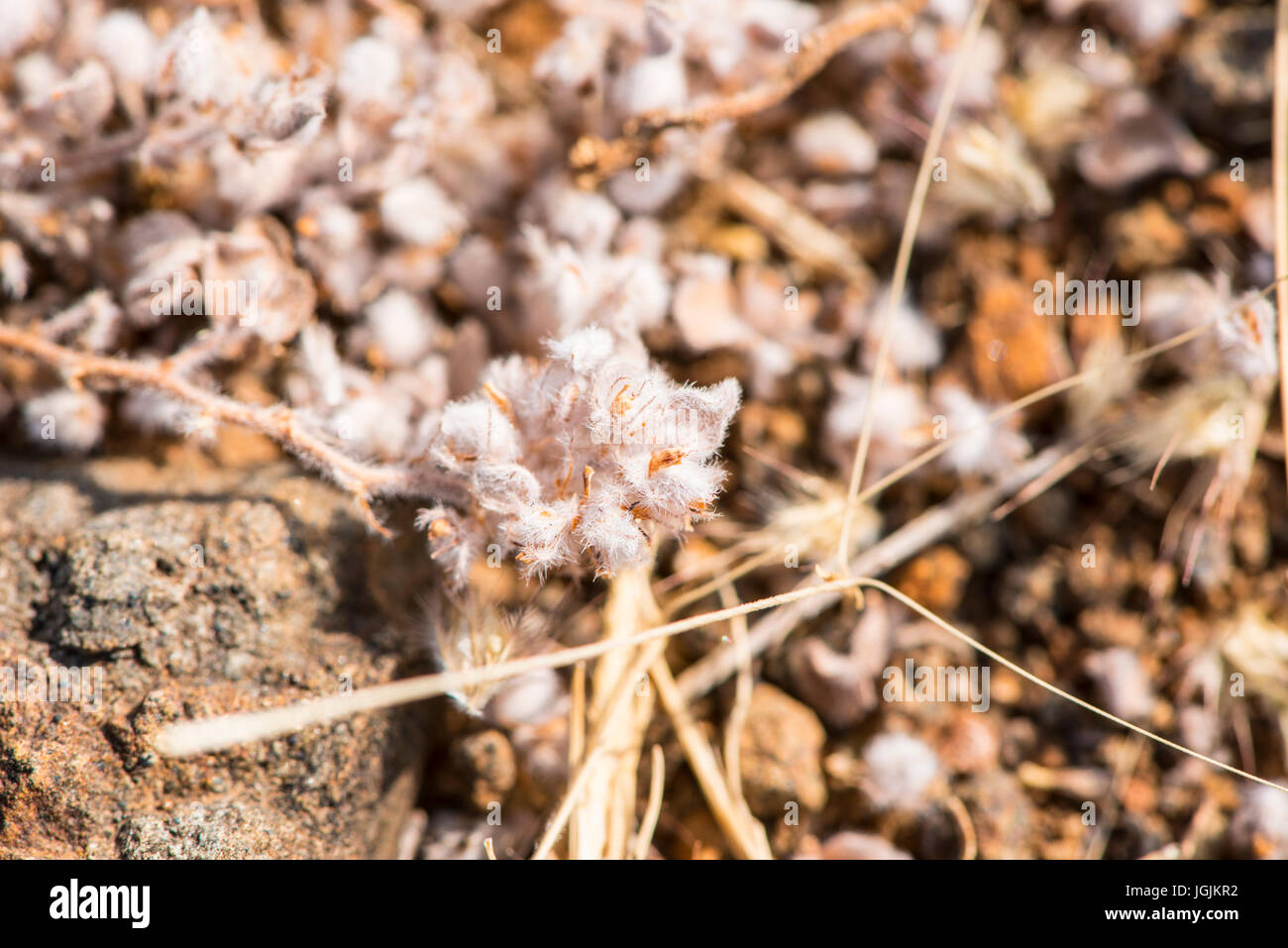 Tiny ground based white wild flowers which look like cotton blossoms at ...