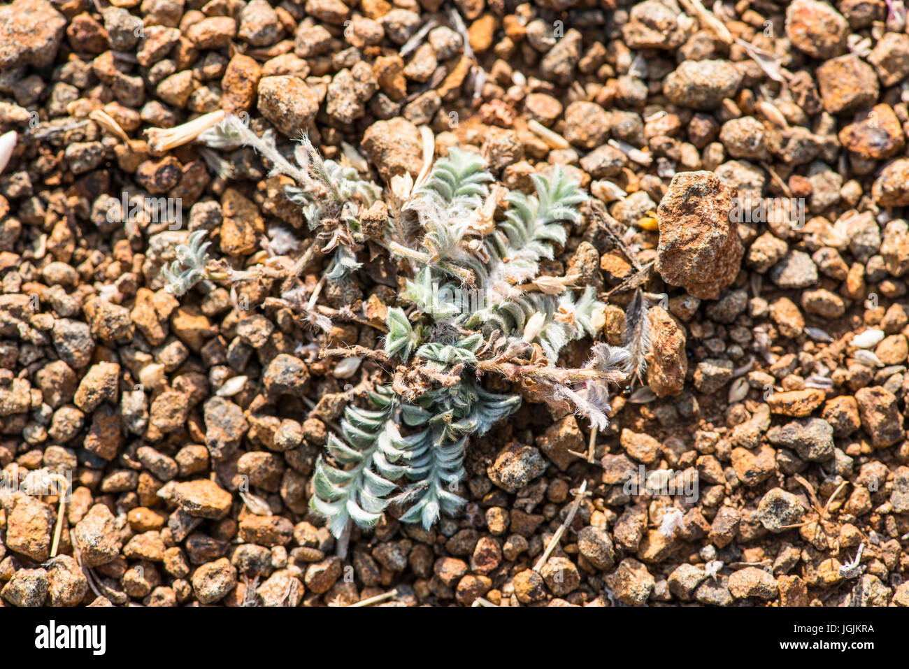 A tiny ground scrub at the Mayureshwar Wildlife Sanctuary in India ...