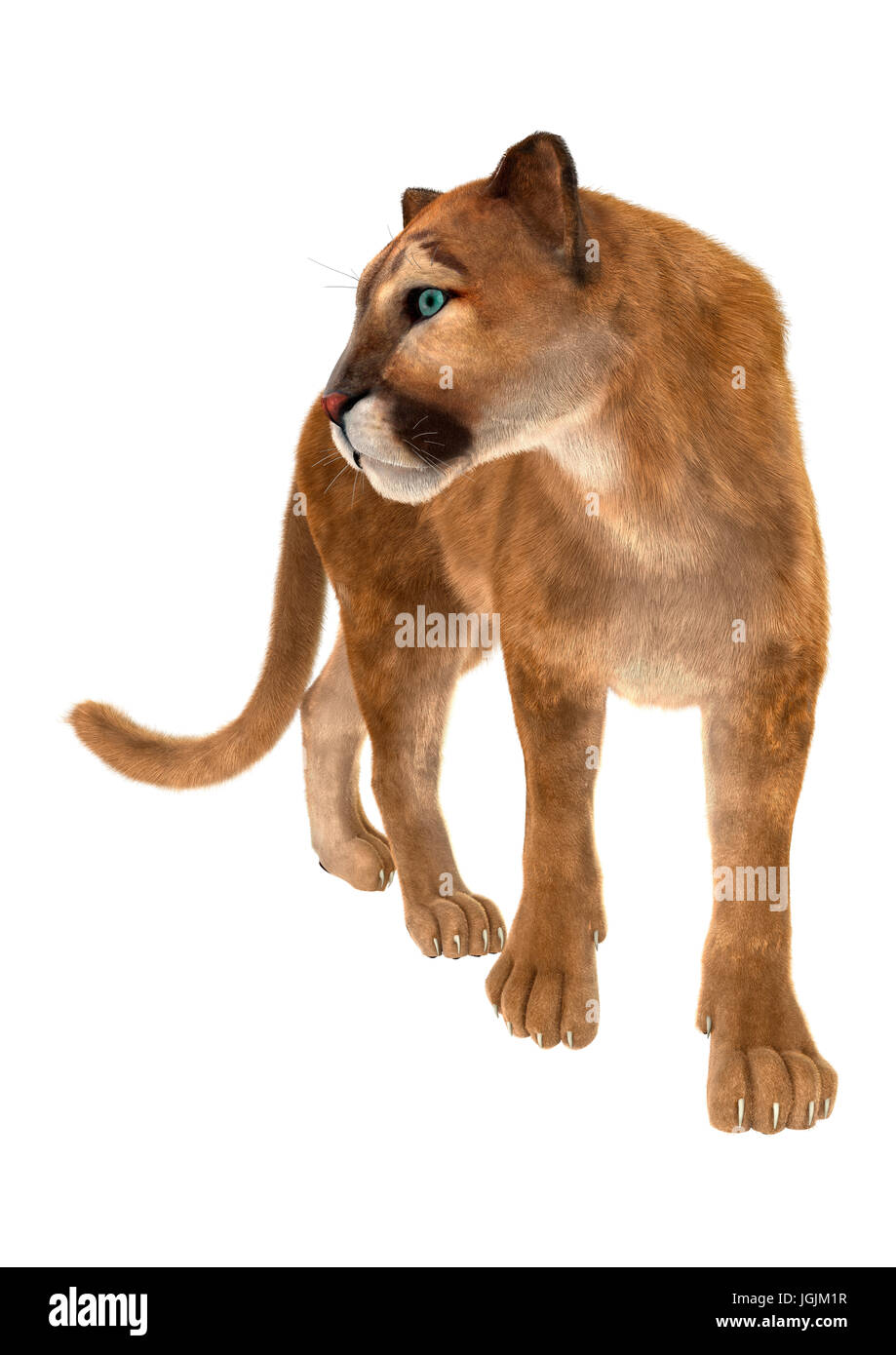 3D rendering of a big cat puma isolated on white background Stock Photo ...