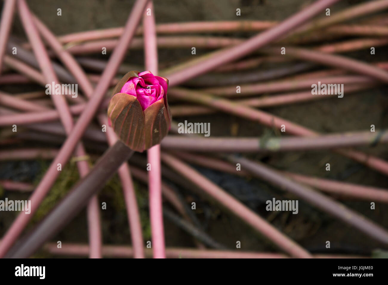 Ambal flower or lotus flower Stock Photo - Alamy