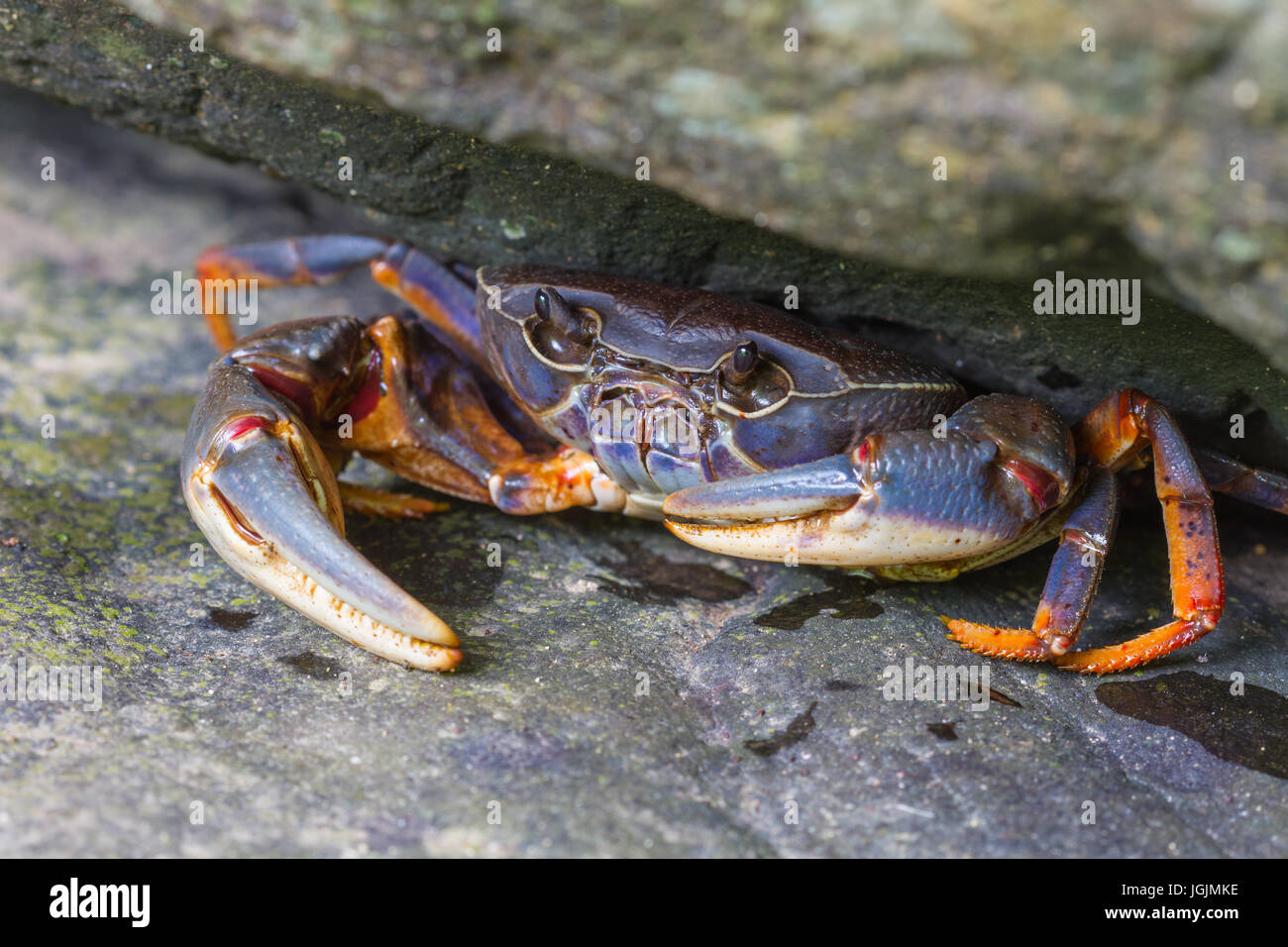 Fresh water crab,Crab crustacean in rainforest Stock Photo - Alamy