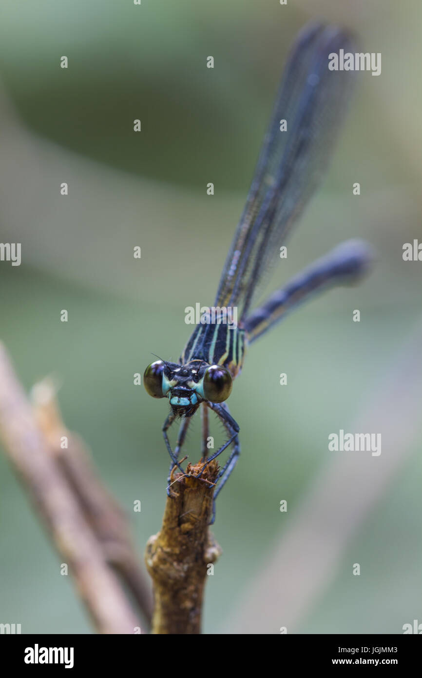 Most beautiful dragonfly hi-res stock photography and images - Alamy