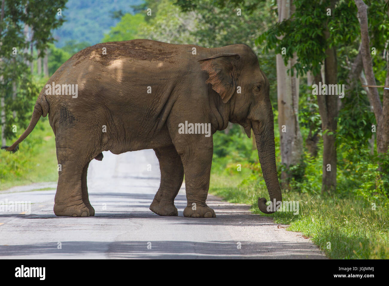 Maternal elephant hi-res stock photography and images - Alamy