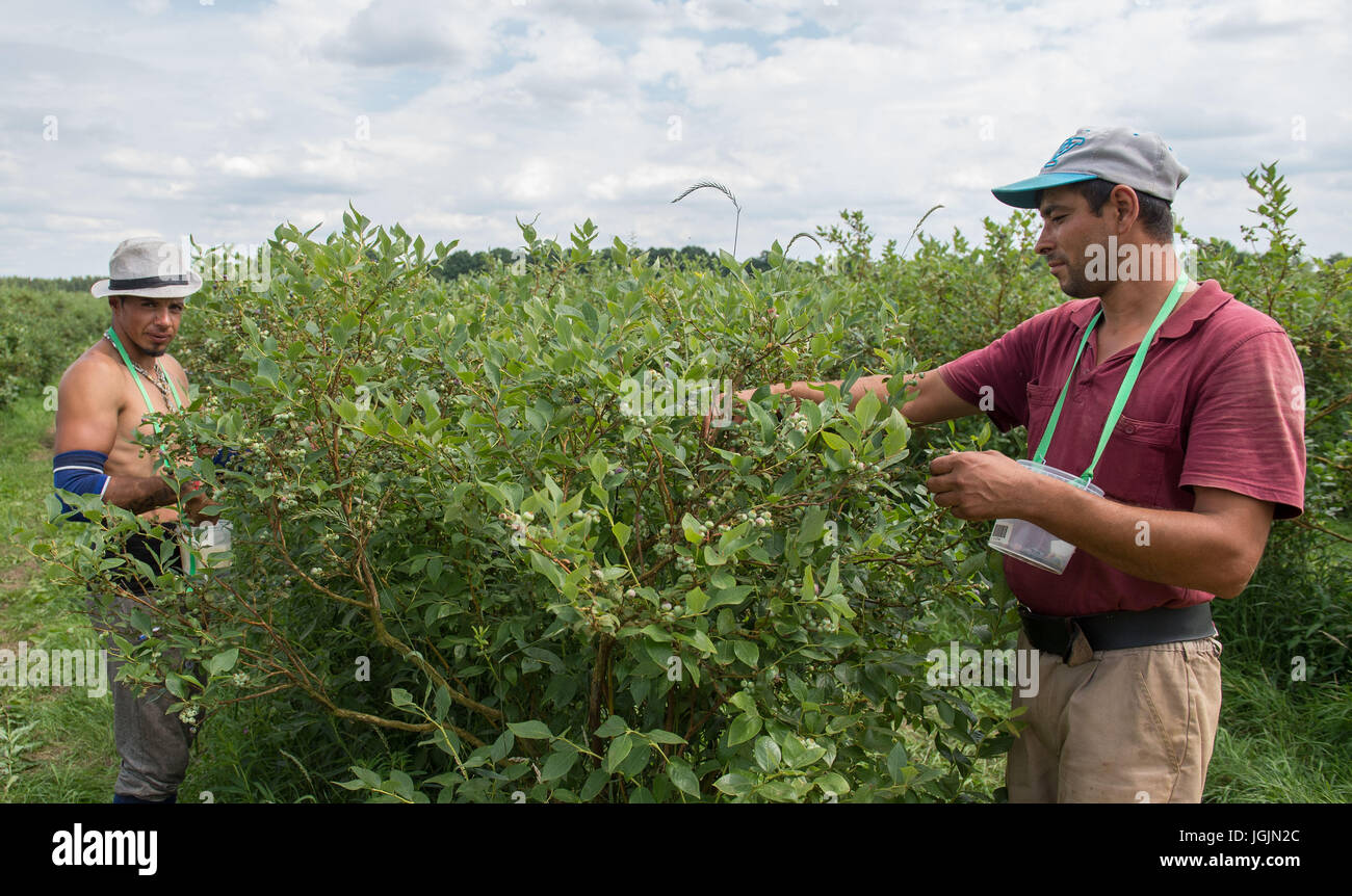 Romanian harvest helper pick blueberries at a plantain of the Tiermann ...