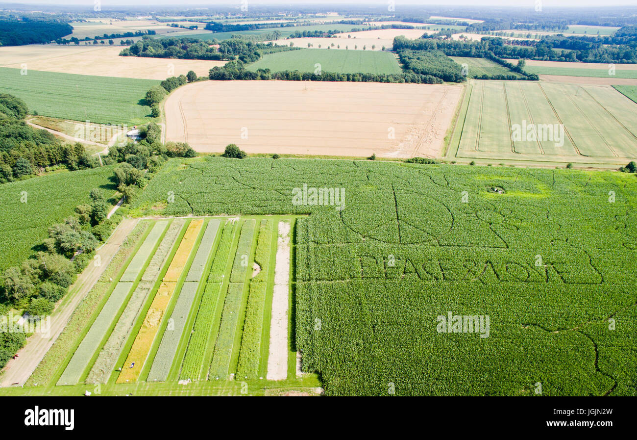 View of a corn maze in the shape of a giant Peace sign, a flower and ...